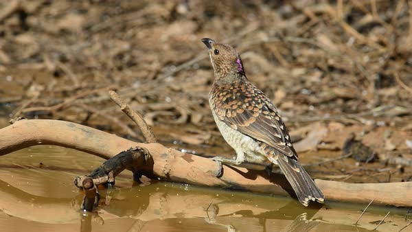 Spotted bowerbird (Ptilonorhynchus maculatus) drinking at desert ...