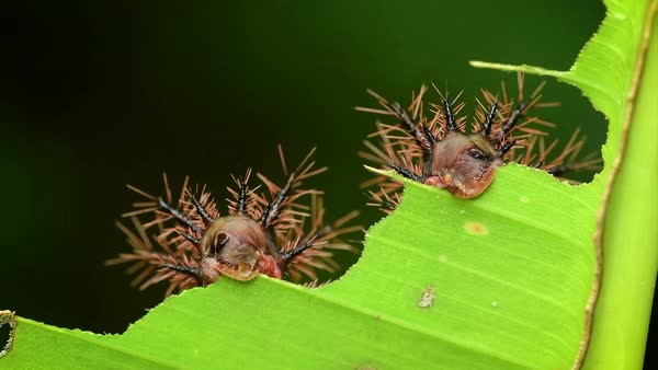 Two Slug Moth Caterpillars (Acharia nesea) feeding on a palm leaf ...