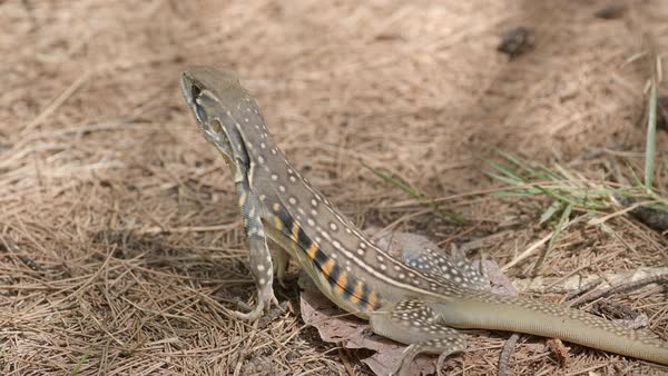 Common butterfly lizard (Leiolepis belliana) standing before walking ...