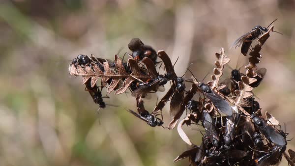 Southern wood ant (Formica rufa) winged male alates climbing a dried ...