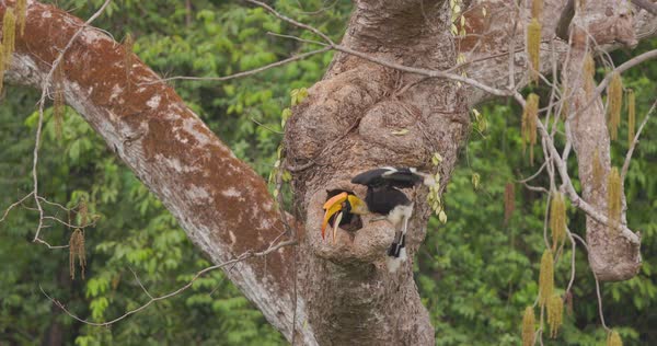 Great hornbill (Buceros bicornis) female regurgitating berries to feed ...