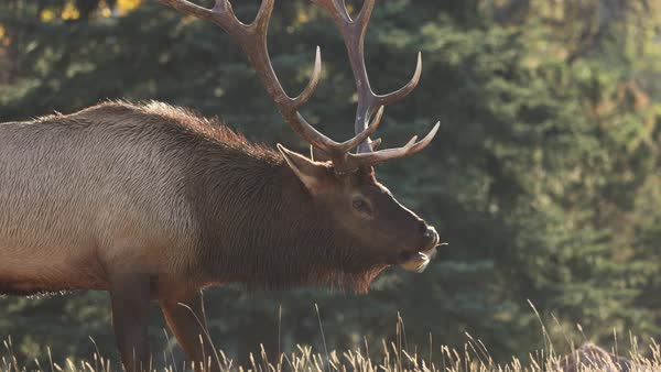 Elk (Cervus canadensis) male bugling with steaming breath on a cold ...