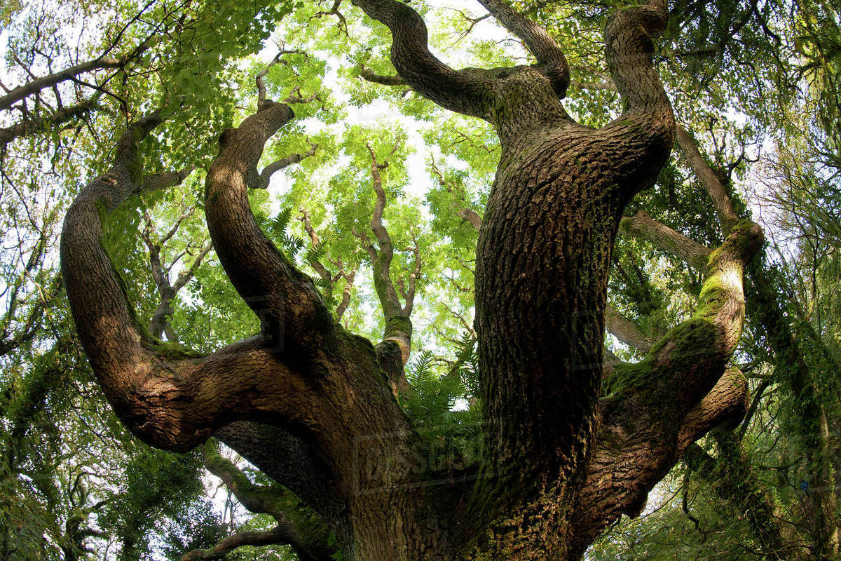 Ancient ash tree (Fraxinus excelsior), Oxwich Bay Nature Reserve, Gower ...