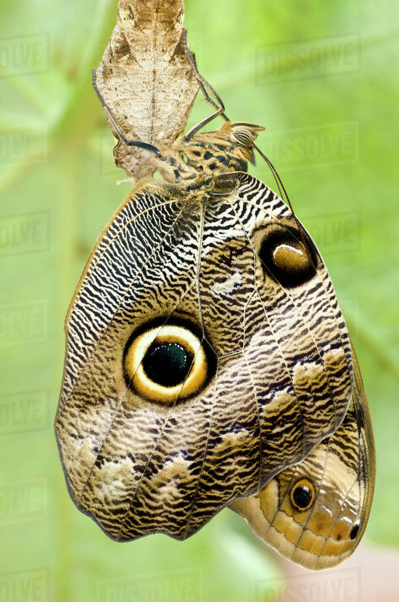 Owl-eye Butterfly (Caligo sp), Amazonia, Ecuador, South America ...