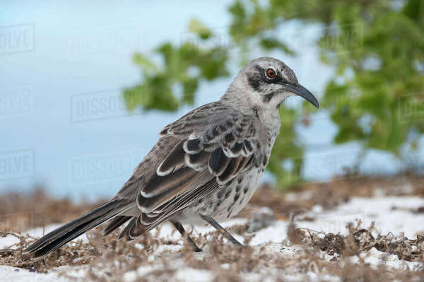 Espanola mockingbird (Mimus macdonaldi) on beach, Galapagos - Stock ...