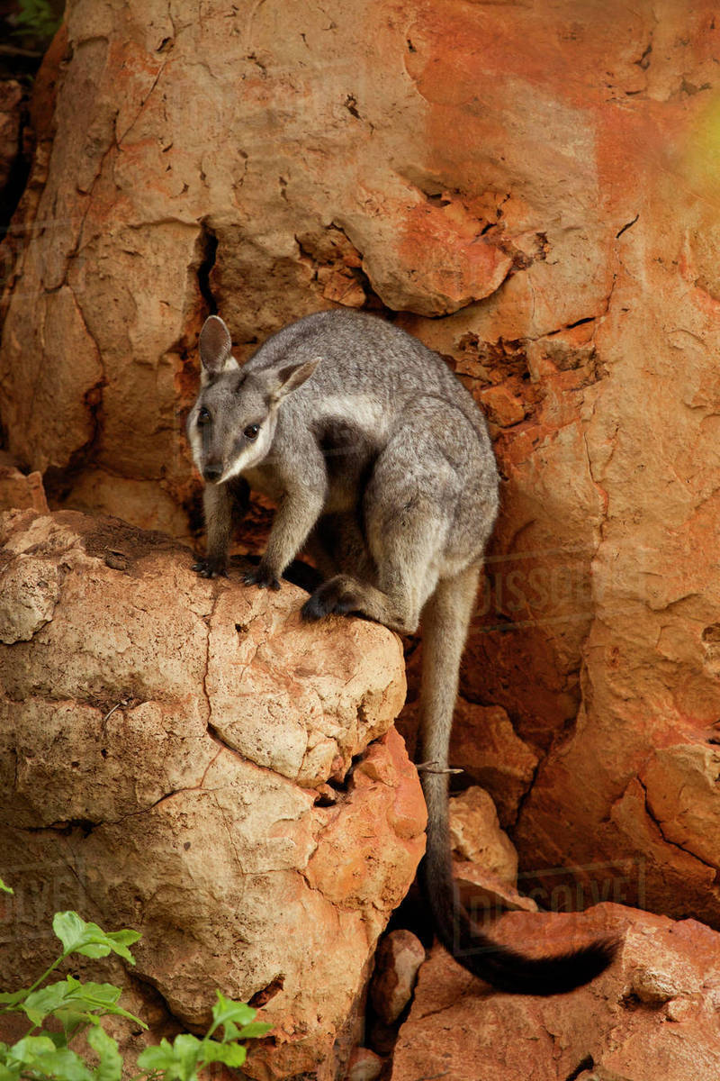 Black-footed rock wallaby (Petrogale lateralis), Cape range National ...