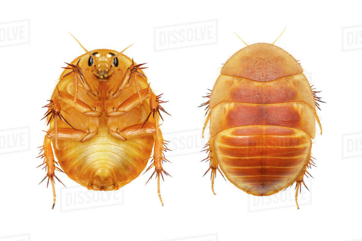 Israeli sand cockroach (Heterogamodes hebraica) composite showing ...