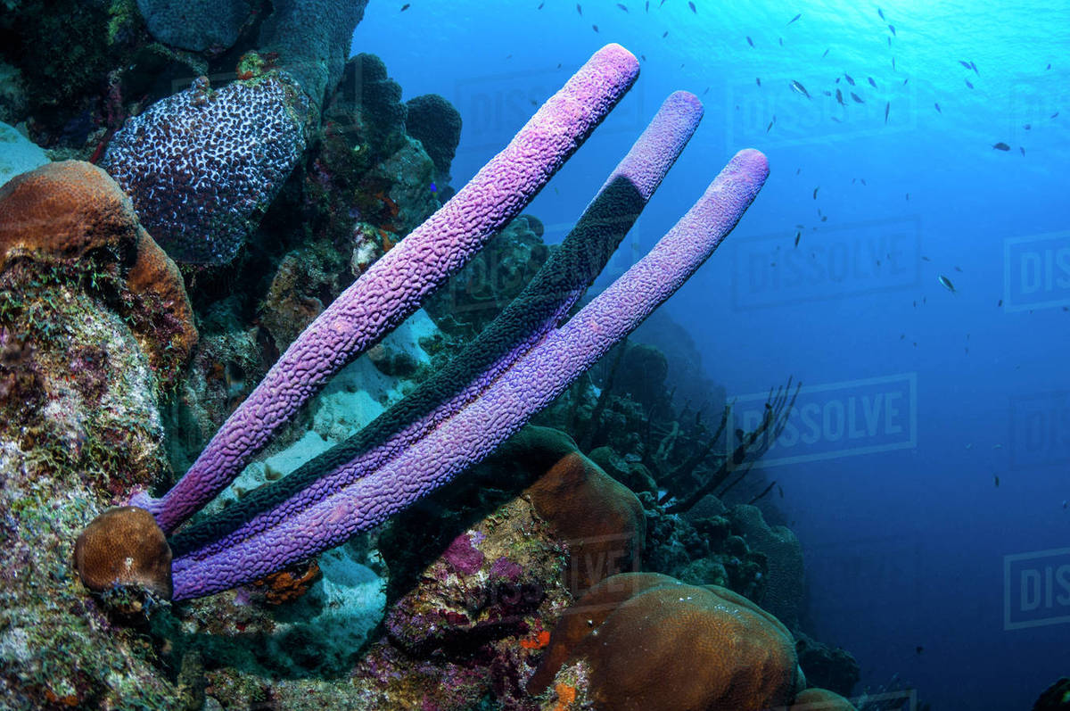 Stove-pipe sponge (Aplysina archeri) Bonaire, Netherlands Antilles ...