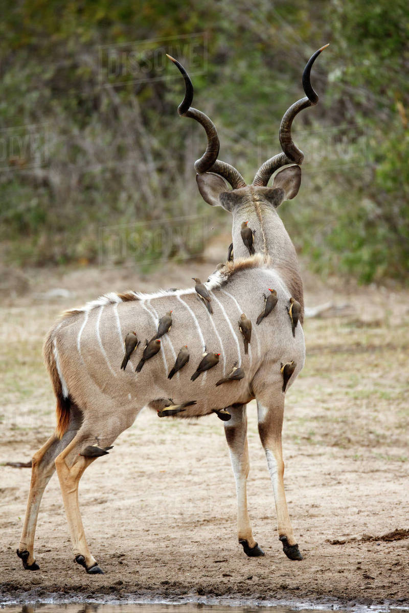 Greater kudu (Tregalaphus strepsiceros) covered in Yellowbilled ...