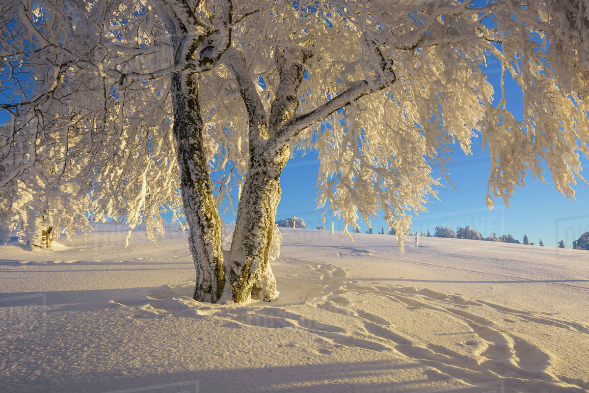 Snow Covered Beech Tree in Winter, Winbuche, Schauinsland, Black Forest ...