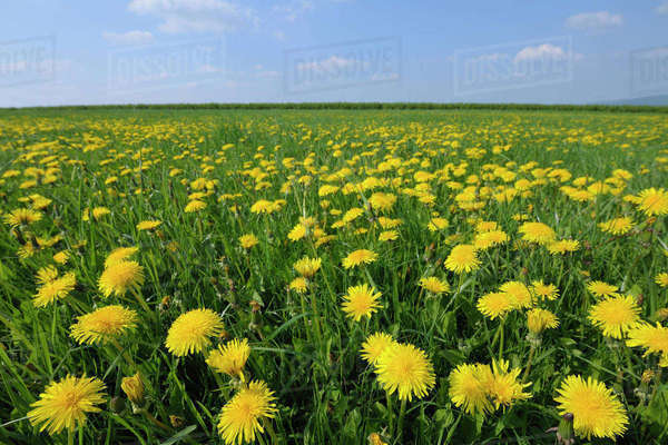 Field of Dandelions - Royalty-free Stock Photo | Dissolve