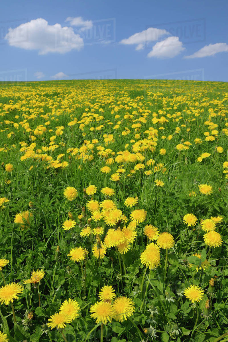 Field of Dandelions - Royalty-free Stock Photo | Dissolve