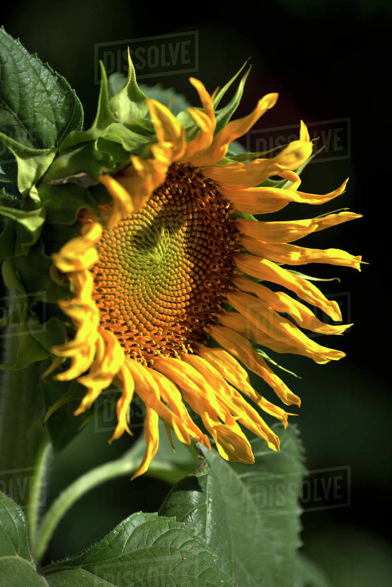 Close-up of sunflower - Royalty-free Stock Photo | Dissolve