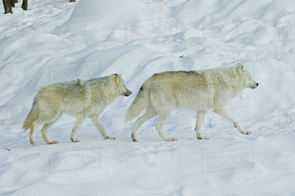 Arctic Wolves, Parc Omega, Montebello, Quebec, Canada - Royalty-free ...