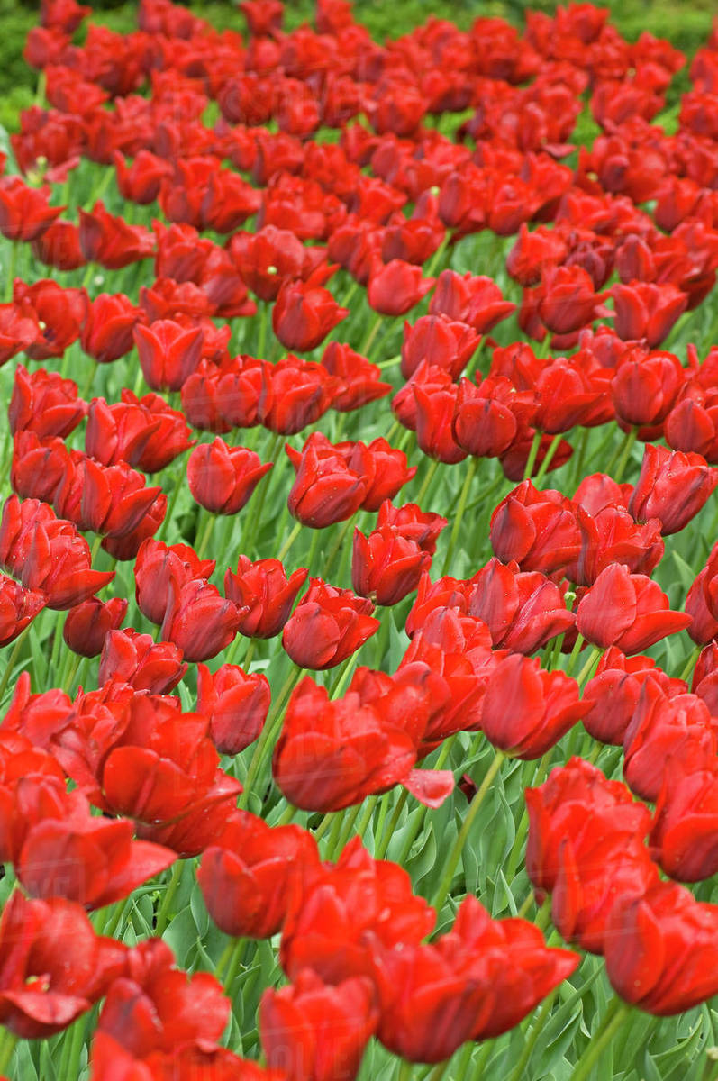 Tulips, Botanic Garden, Madrid, Spain - Stock Photo - Dissolve