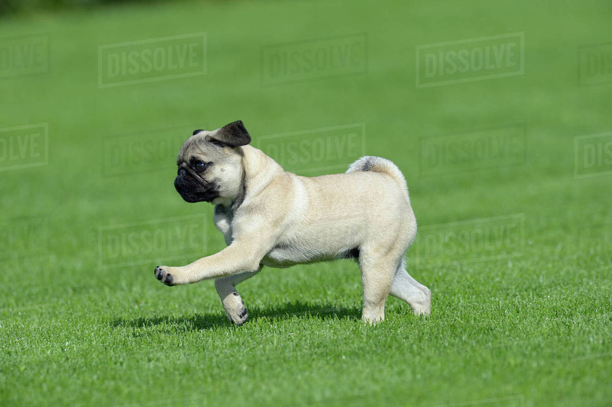 Pug Running in Meadow, Bavaria, Germany - Stock Photo - Dissolve