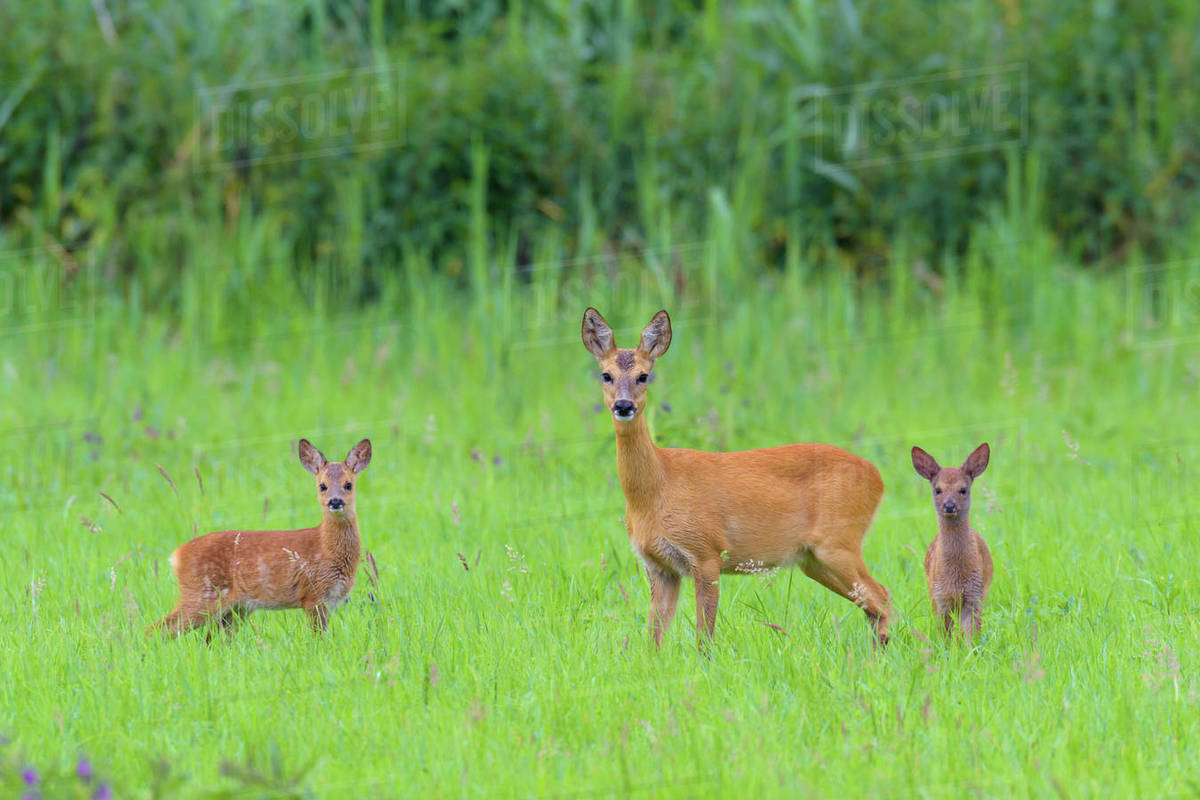 Roe Deer (Capreolus capreolus) Doe with Fawns on Meadow, Hesse, Germany ...