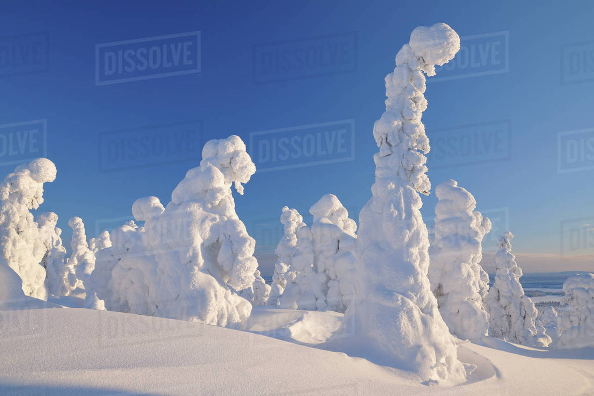 Snow Covered Trees in Winter, Rukatunturi, Kuusamo, Nordoesterbotten ...