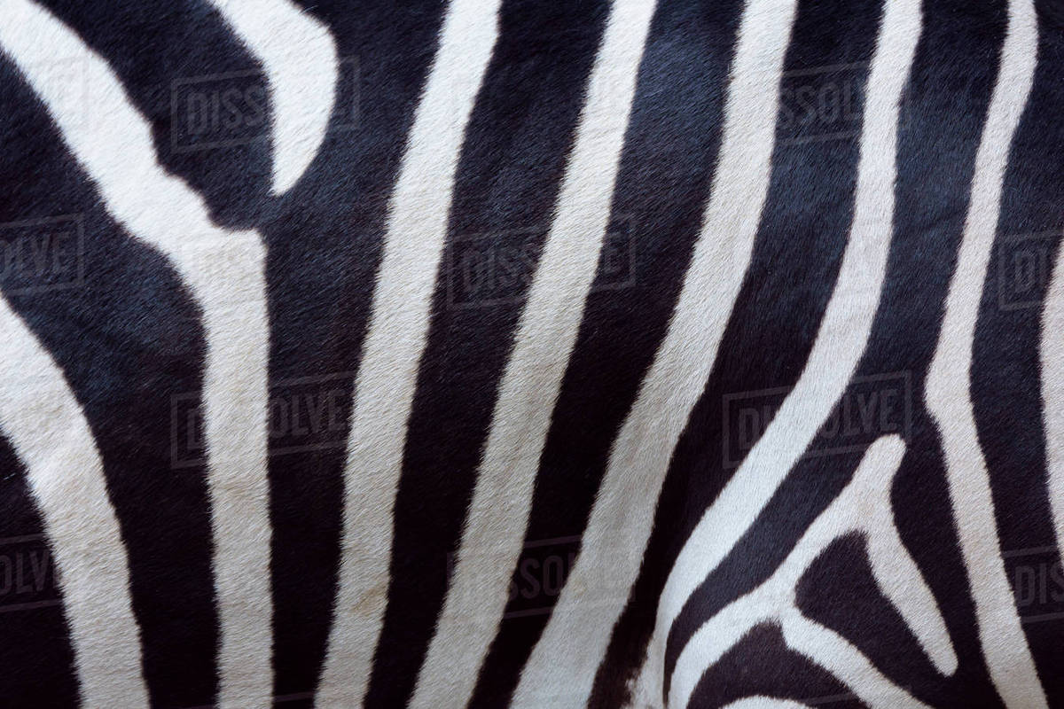 Close-up of Skin of Zebra - Stock Photo - Dissolve