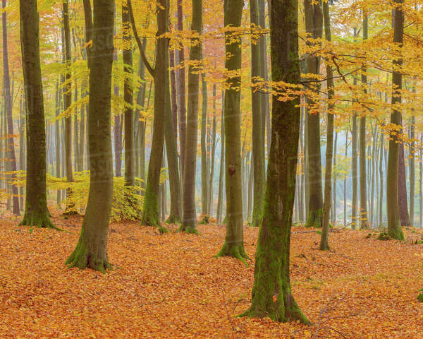 Beech Tree Forest in Autumn, Spessart, Bavaria, Germany - Stock Photo ...