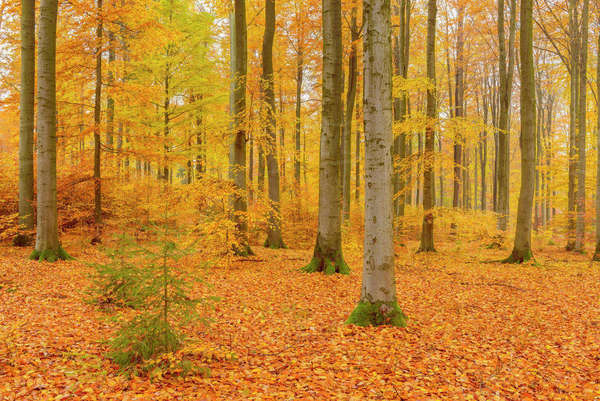 Beech Tree Forest in Autumn, Spessart, Bavaria, Germany - Royalty-free ...
