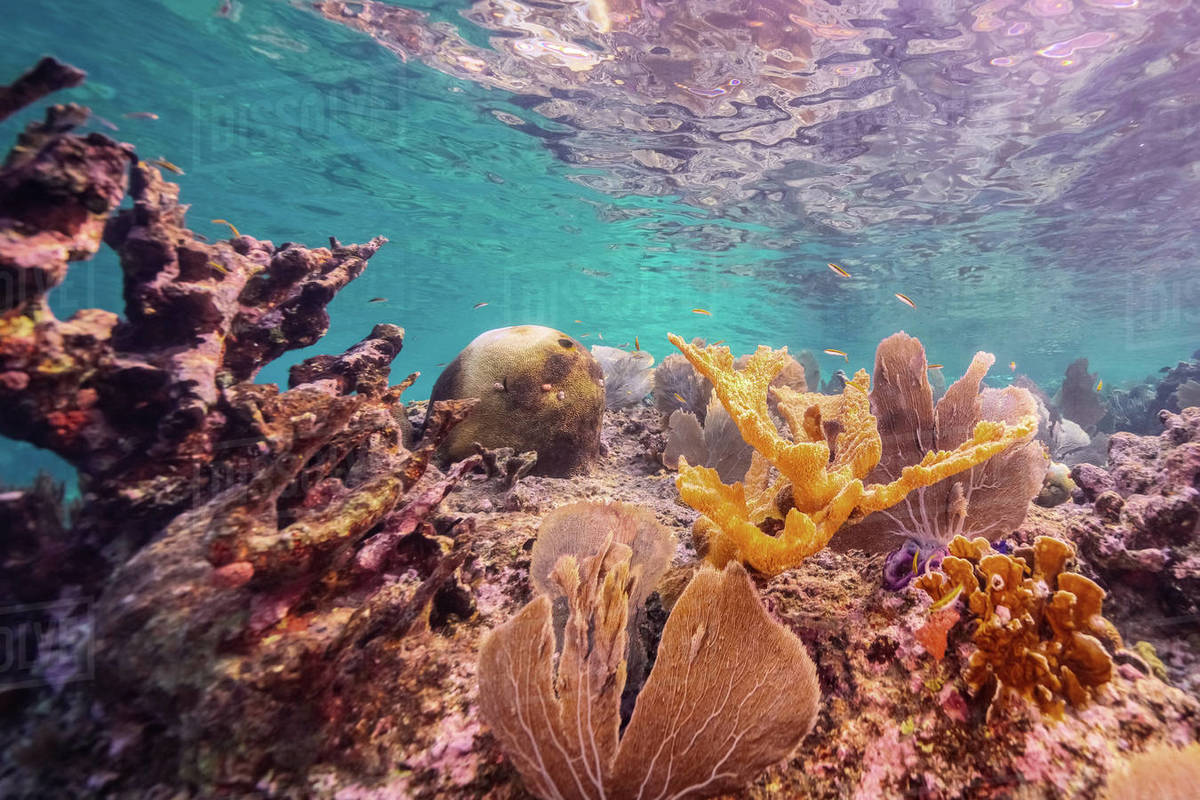 Coral bleaching in the Caribbean Sea - Royalty-free Stock Photo | Dissolve
