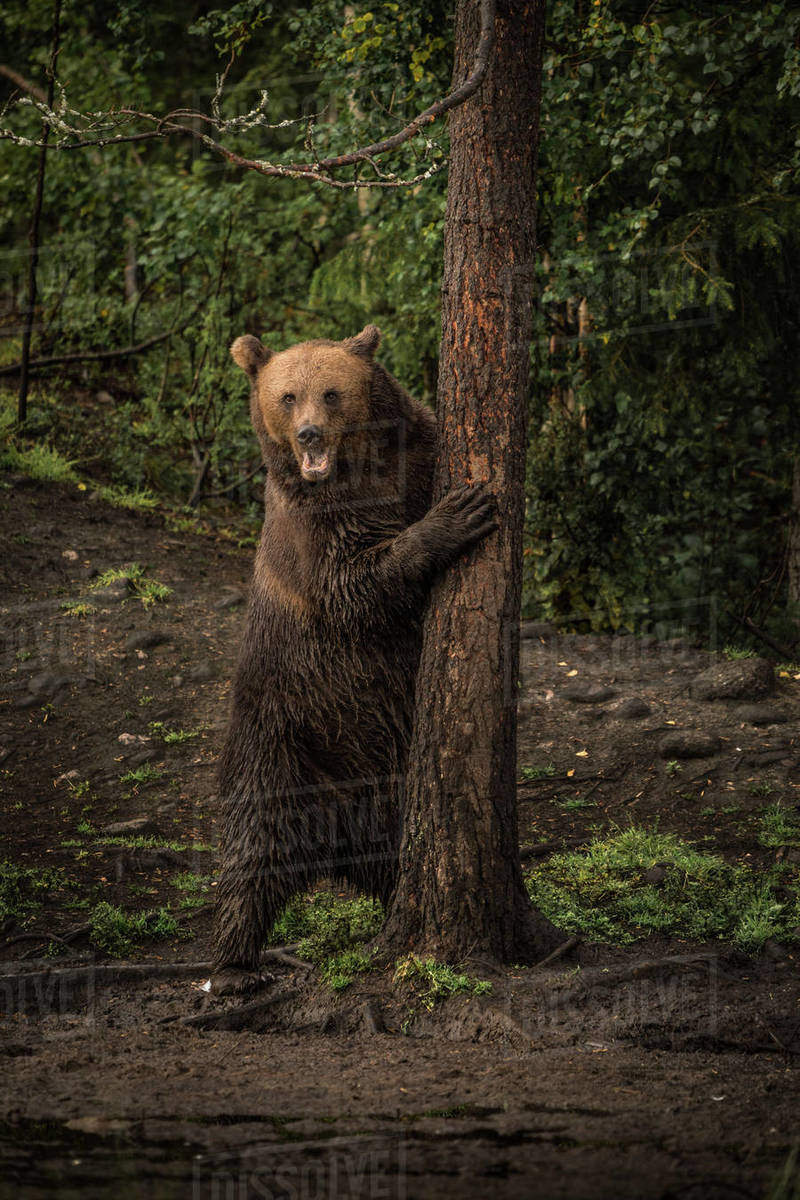 Grizzly bear standing near tree in forest, Denmark - Royalty-free Stock ...