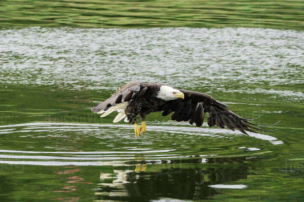 Eagle flying over lake, Alaska, United States of America - Royalty-free ...