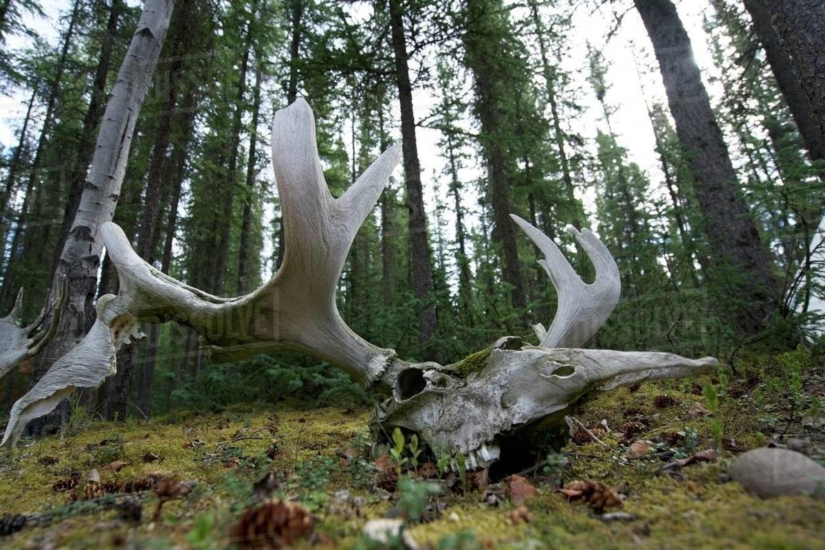 Animal skull in forest - Royalty-free Stock Photo | Dissolve
