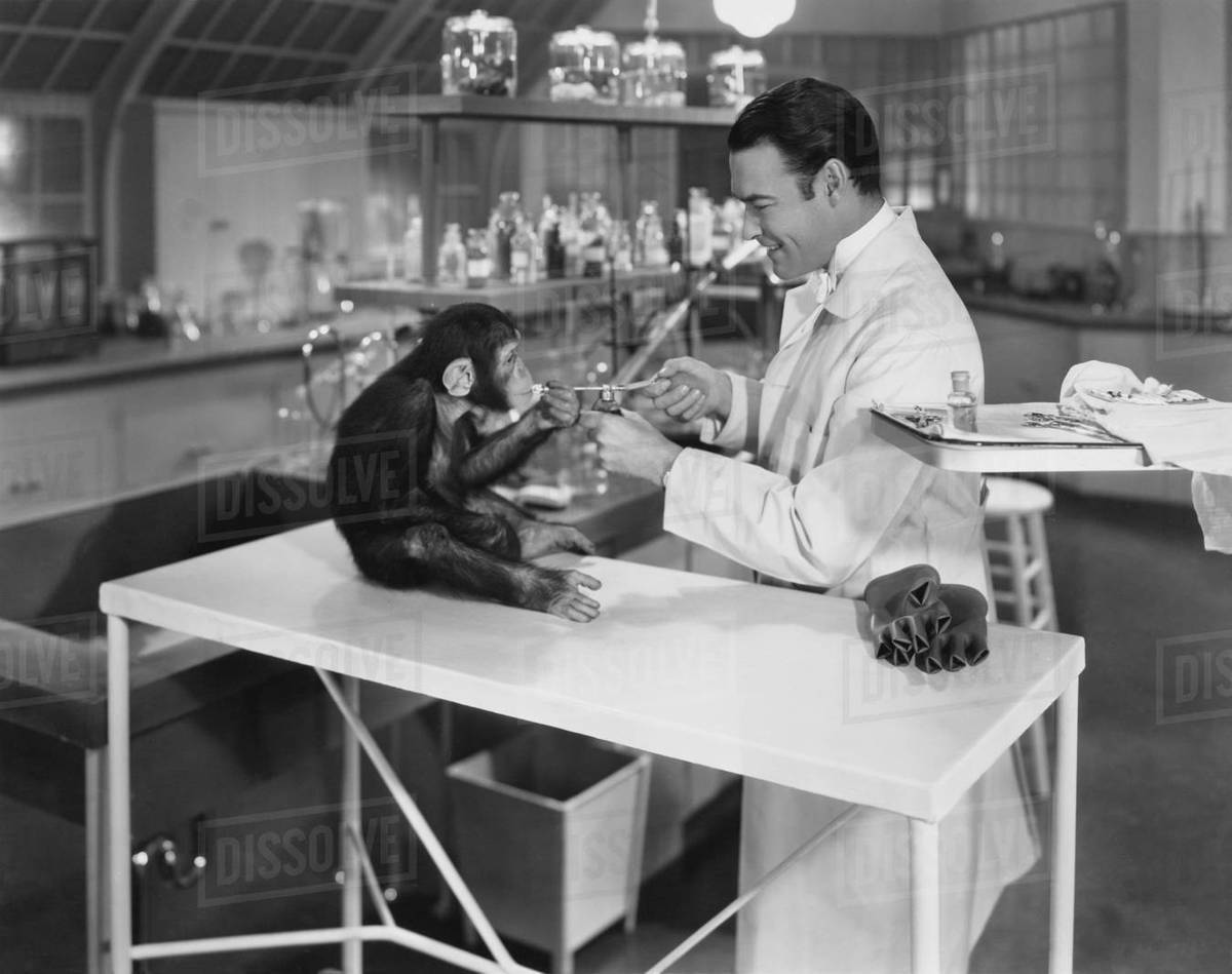 Animal testing - Royalty-free Stock Photo | Dissolve