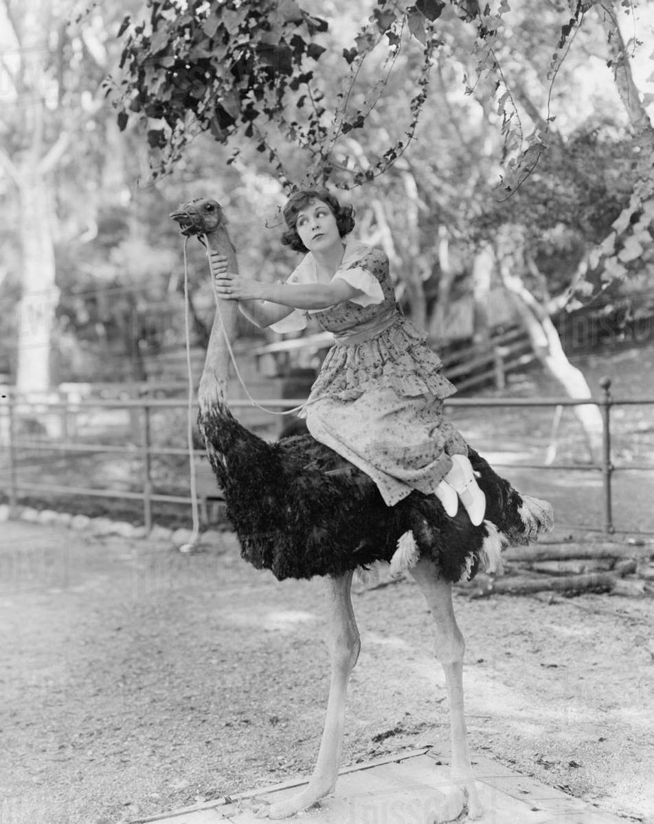 Woman riding ostrich - Stock Photo - Dissolve