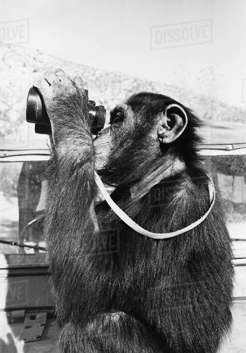 Chimpanzee looking through binoculars - Royalty-free Stock Photo | Dissolve