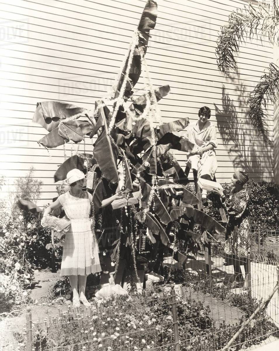 Three women decorating banana tree for Christmas - Royalty-free Stock ...
