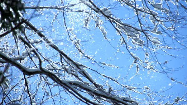 Snowing winter season scenery of snow melting from tree branches ...