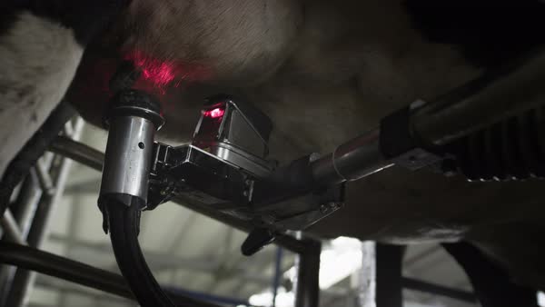 A red laser robot scans the udder of a cow to pump or suck milk ...