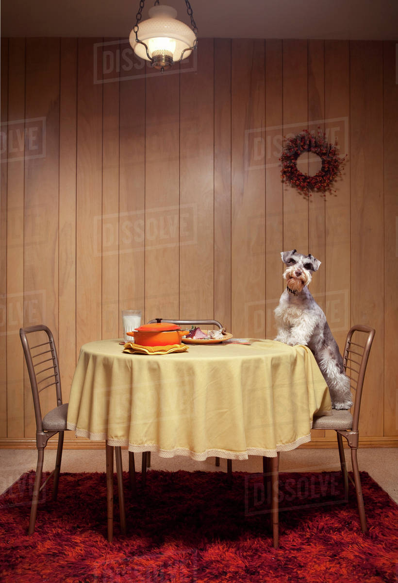 Miniature schnauzer standing on chair at table - Stock Photo - Dissolve