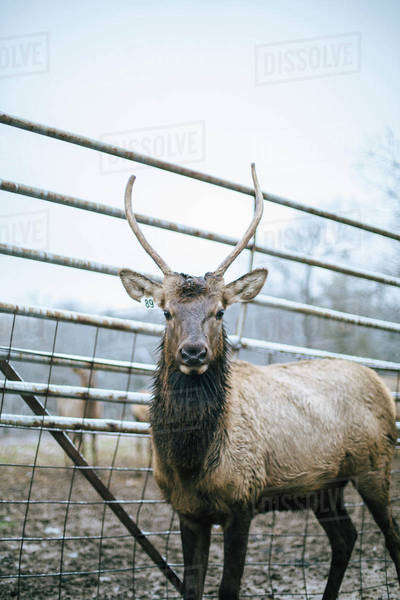 Elk standing by fence on ranch - Royalty-free Stock Photo | Dissolve