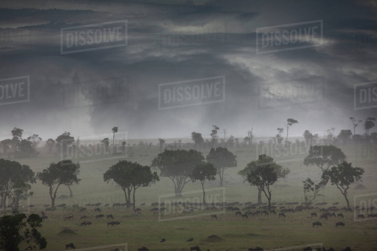 Storm clouds over savanna field - Royalty-free Stock Photo | Dissolve