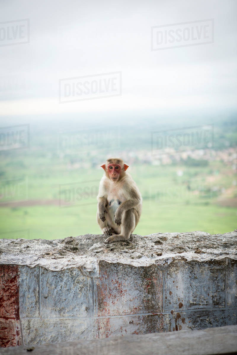 Monkey crouching on dilapidated rock wall - Royalty-free Stock Photo ...
