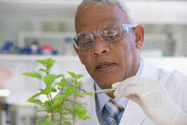African scientist performing analysis in laboratory on plant - Royalty ...