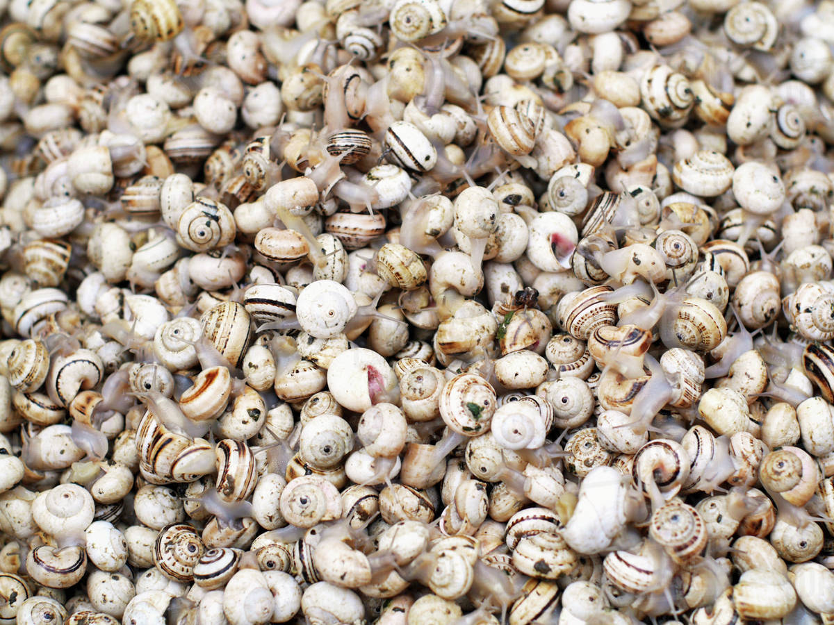 Close up of periwinkle shells - Royalty-free Stock Photo | Dissolve