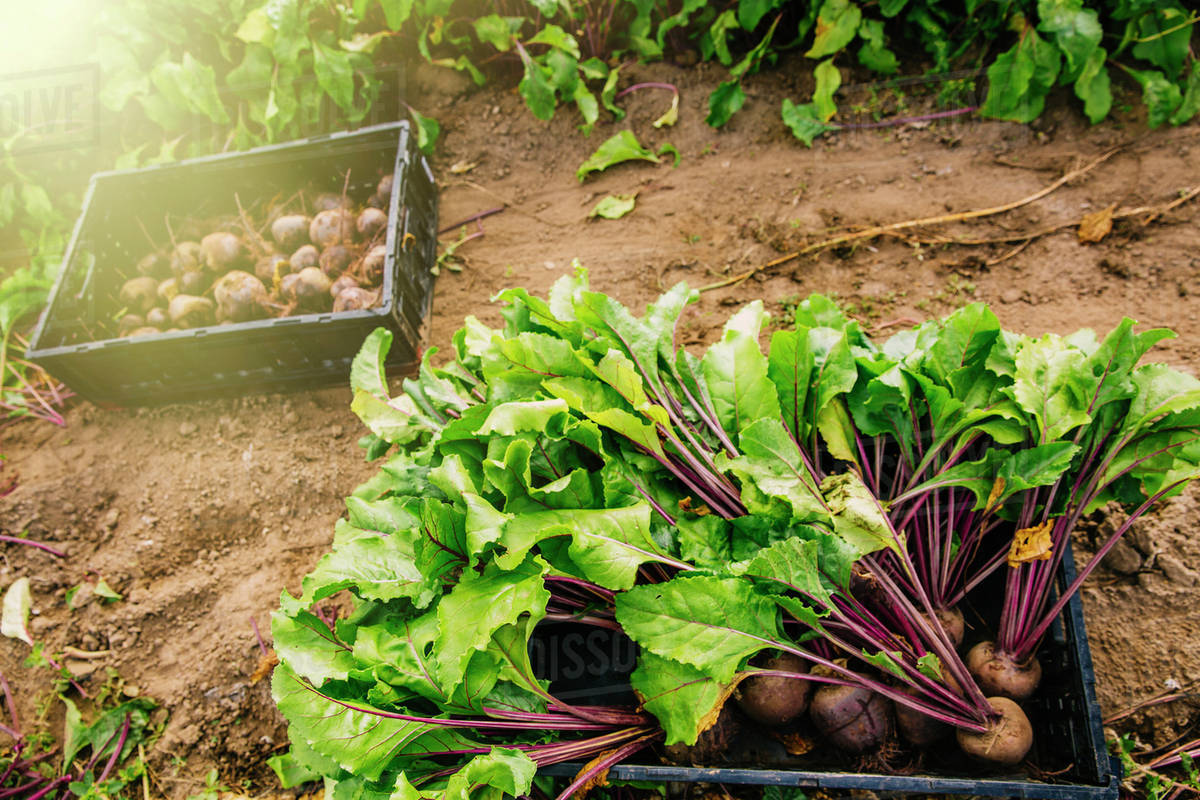 Close up of fresh beets in crate in farm field - Royalty-free Stock ...