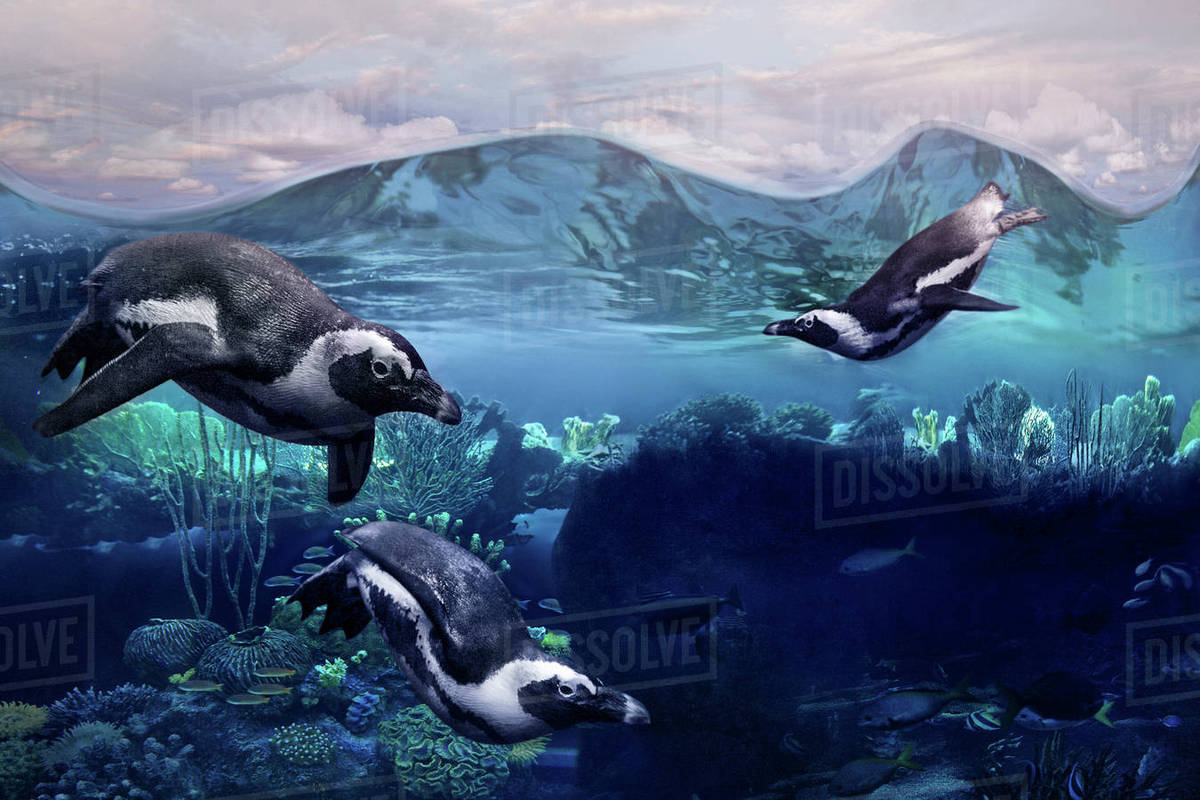 Penguins swimming underwater - Royalty-free Stock Photo | Dissolve