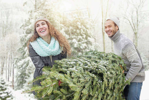 Couple hauling tree at Christmas tree farm - Royalty-free Stock Photo ...