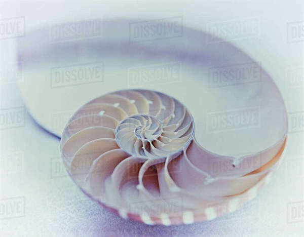 Close up of nautilus shell - Royalty-free Stock Photo | Dissolve