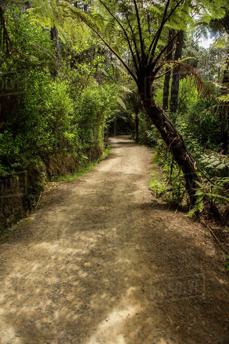 Dirt path in rural forest - Royalty-free Stock Photo | Dissolve