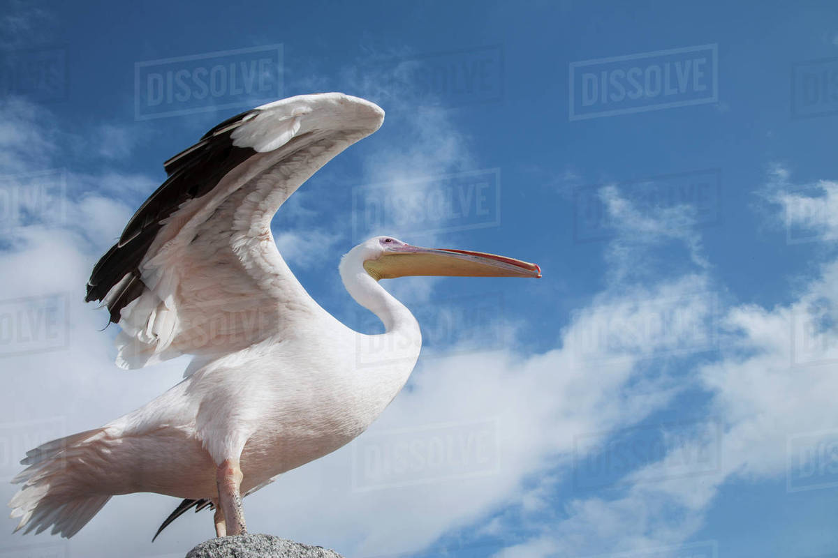Low angle view of bird under blue sky - Royalty-free Stock Photo | Dissolve