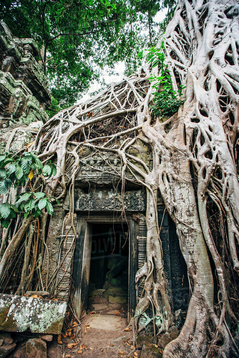 Tree growing over ruins at Angkor Wat, Siem Reap, Cambodia - Royalty ...