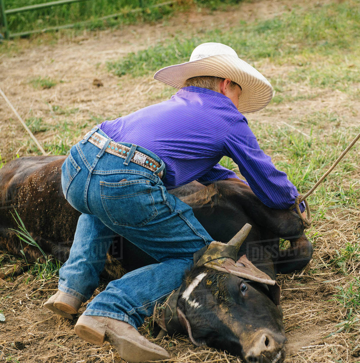 Cowboy tying cattle on ranch - Royalty-free Stock Photo | Dissolve