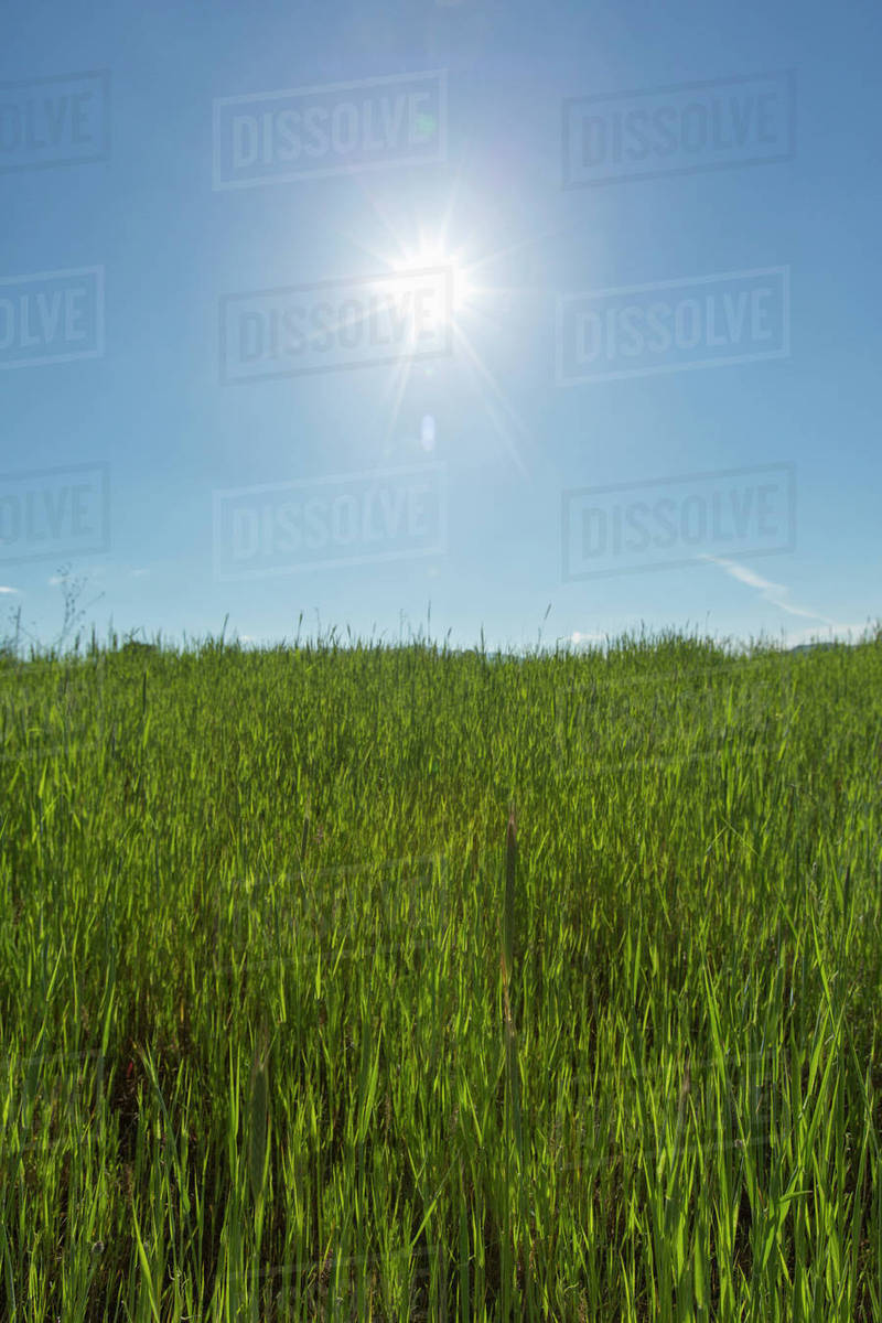 Tall grass on hill - Stock Photo - Dissolve